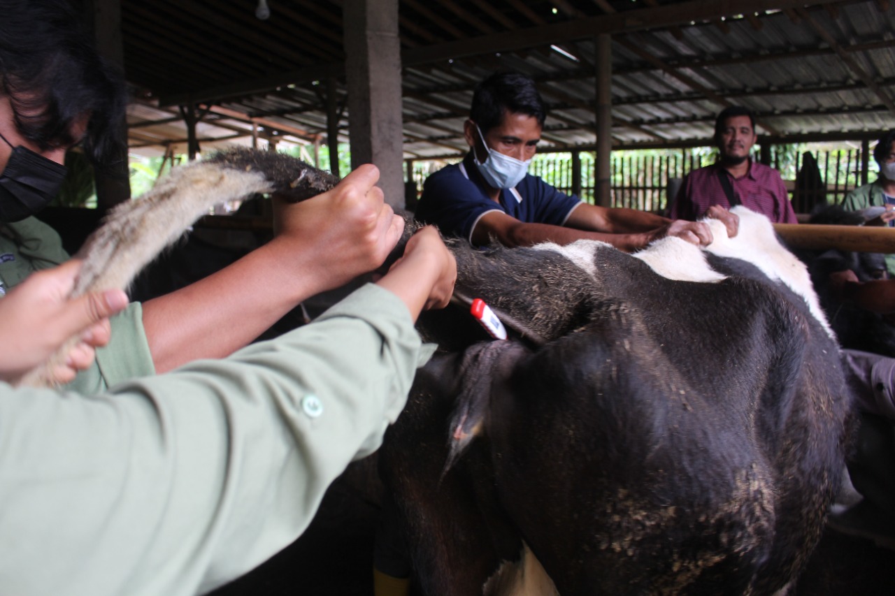 Penanganan Wabah dan Vaksinasi Penyakit Mulut dan Kuku (PMK) serta ... Penanganan Wabah dan Vaksinasi Penyakit Mulut dan Kuku (PMK) serta ...